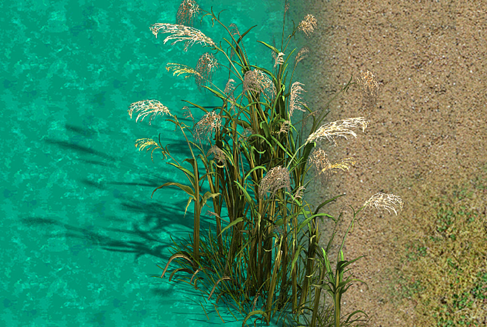 Lakeside Plants - Reed 06