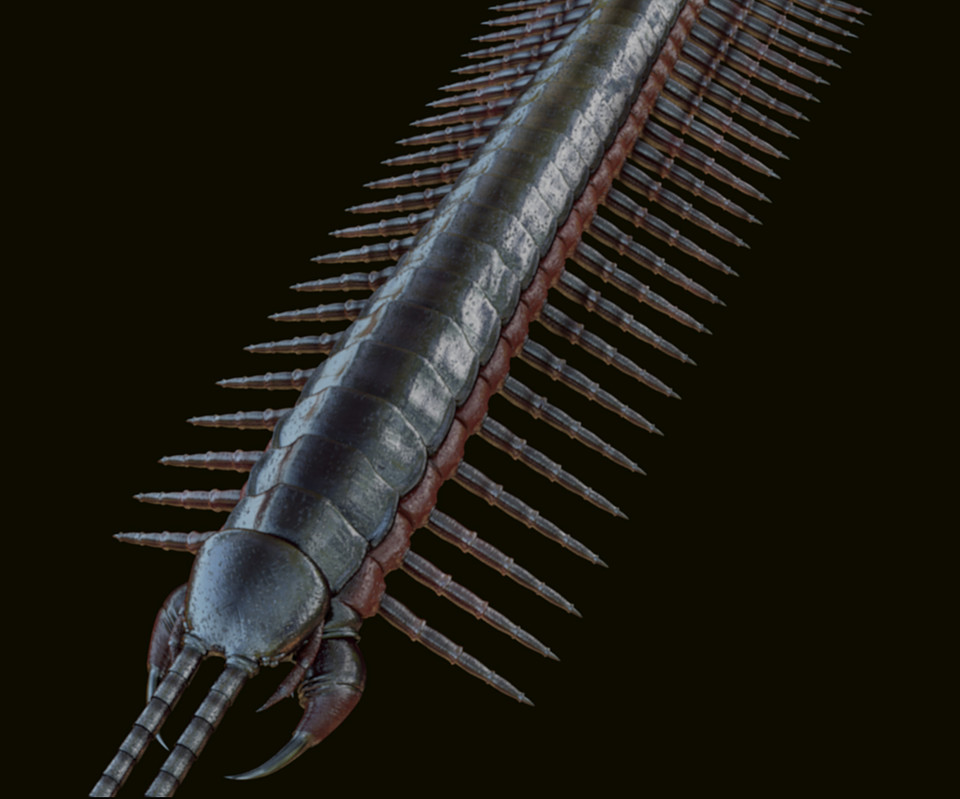 centipede