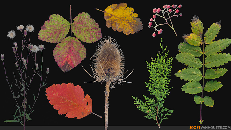 50 free foliage textures