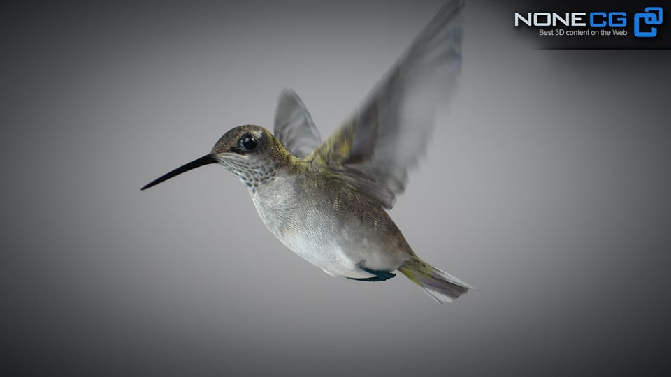 Animated Hummingbird