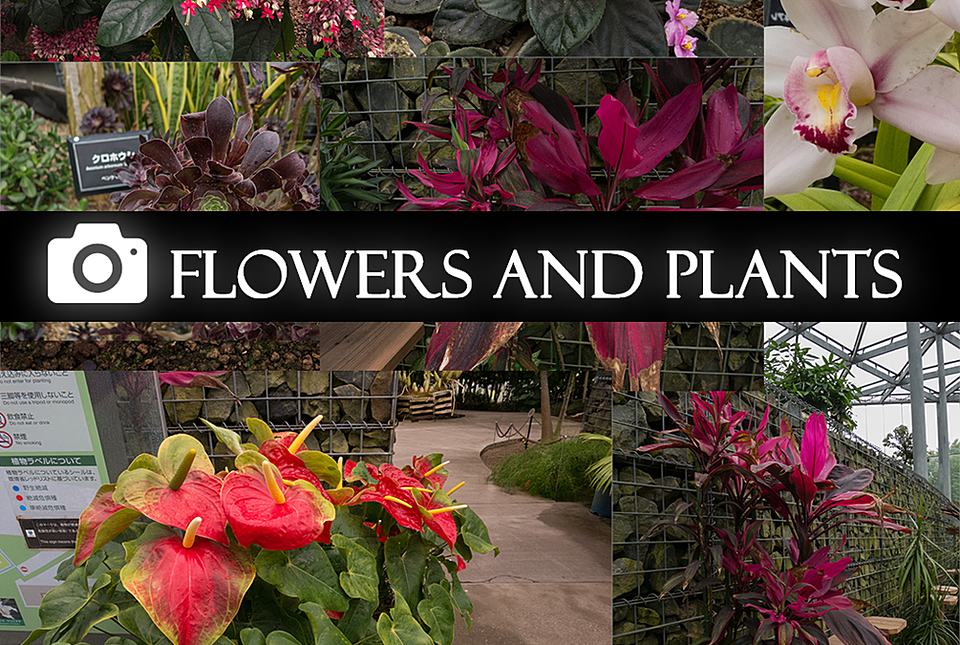 Flowers and plants - Photo pack