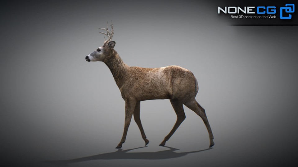 Animated Deer