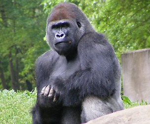 Crystal Hubbard Art .com