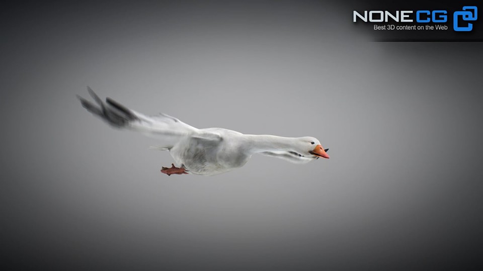 Animated Snow Goose