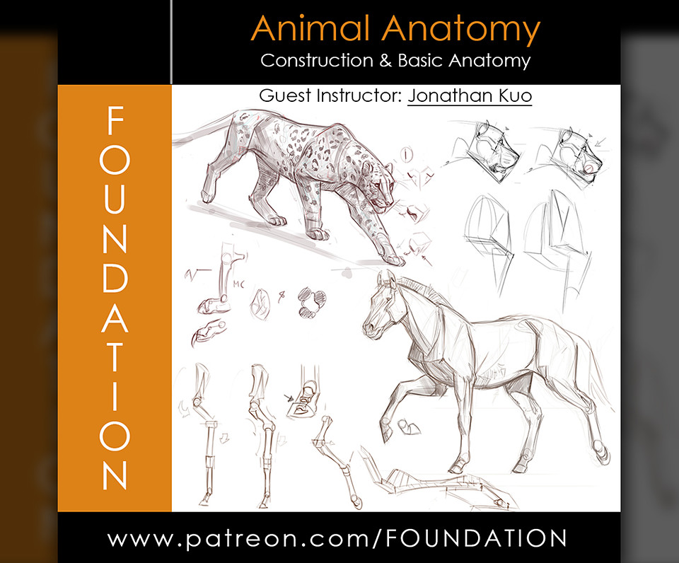 Animal Anatomy - Construction & Basic Anatomy
