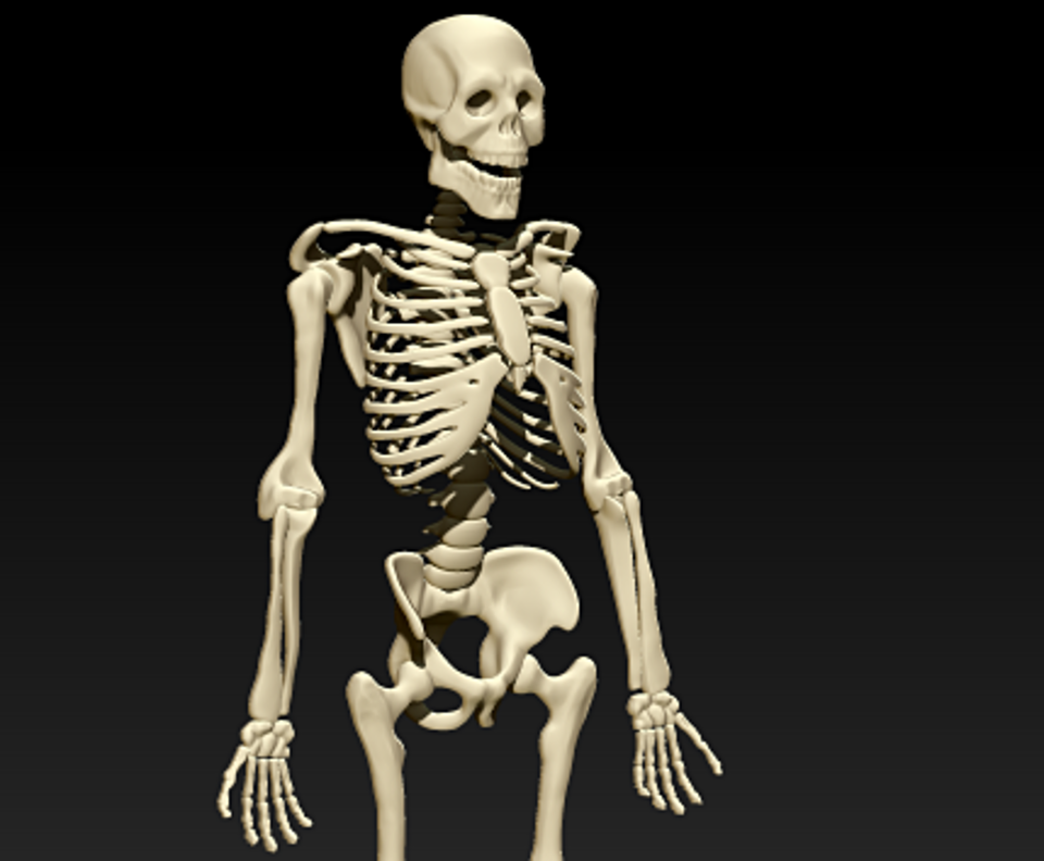 Skeleton Zbrush model