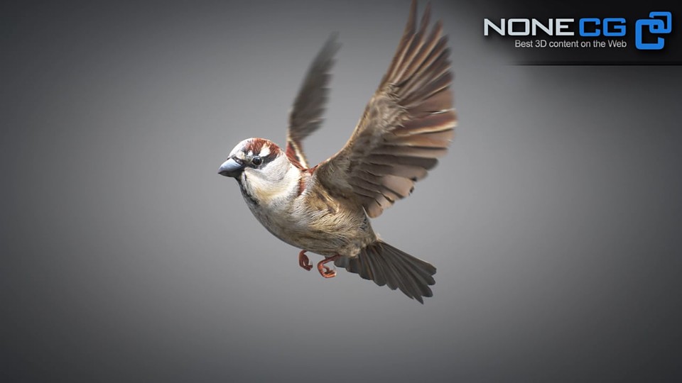 Animated Sparrow