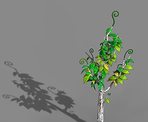 Set of Willow Acacia Tree (Acacia Salicina)