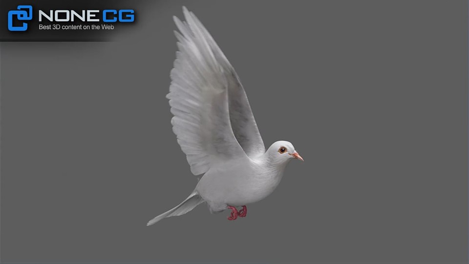 White Dove Animated