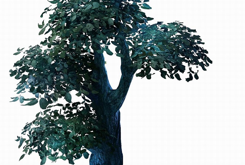 Crystal Swamp - weird tree 02