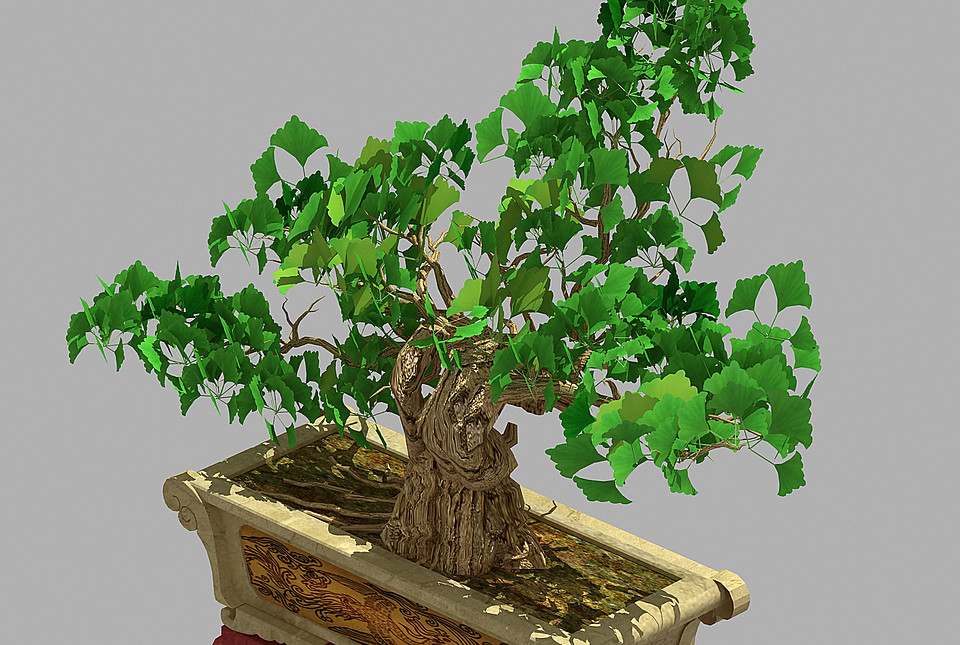 Potted plants - Ginkgo 65
