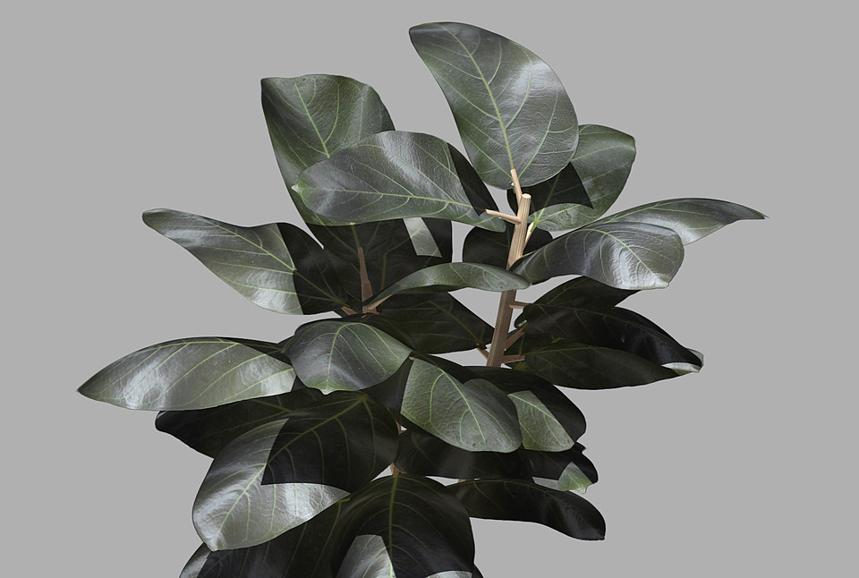 Decorative Plant - Ficus