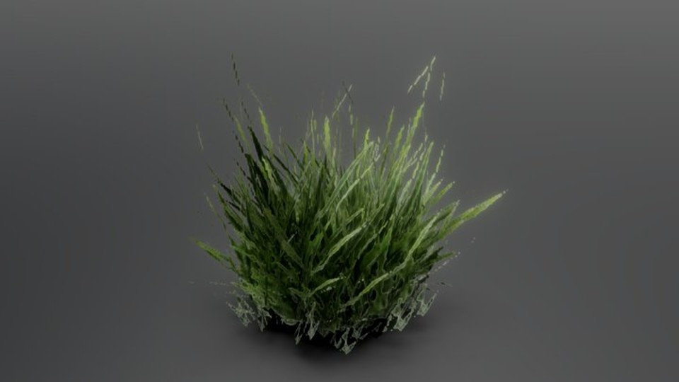 Grass