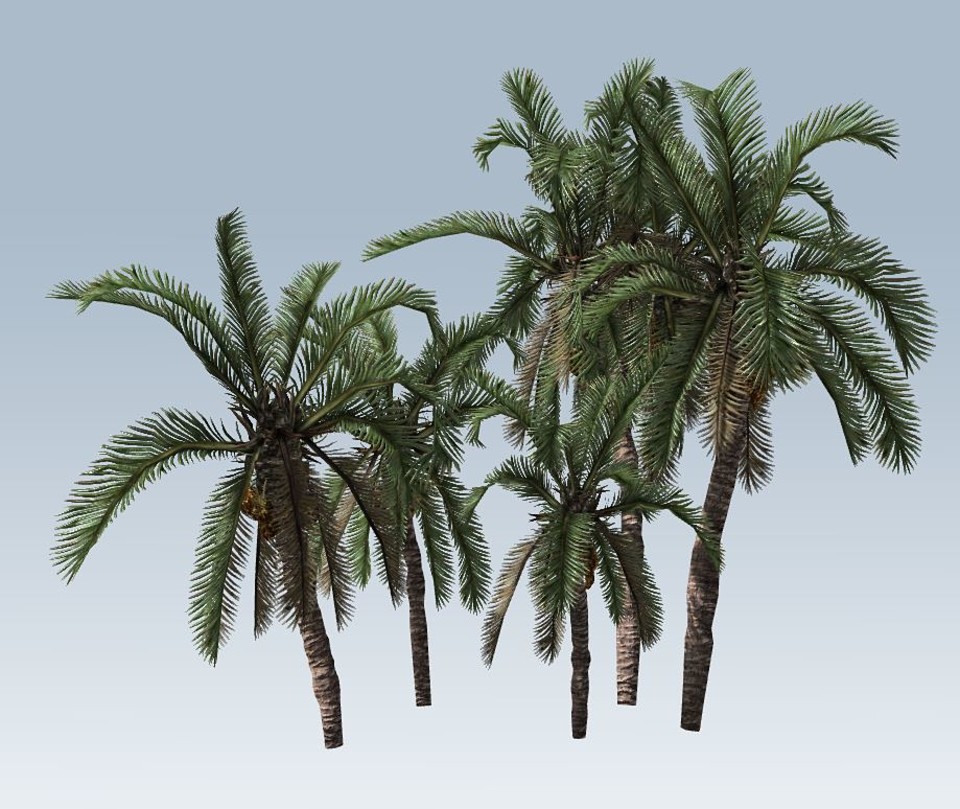Palm tree