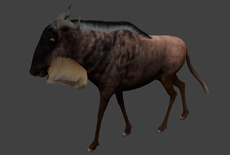 Wildebeest