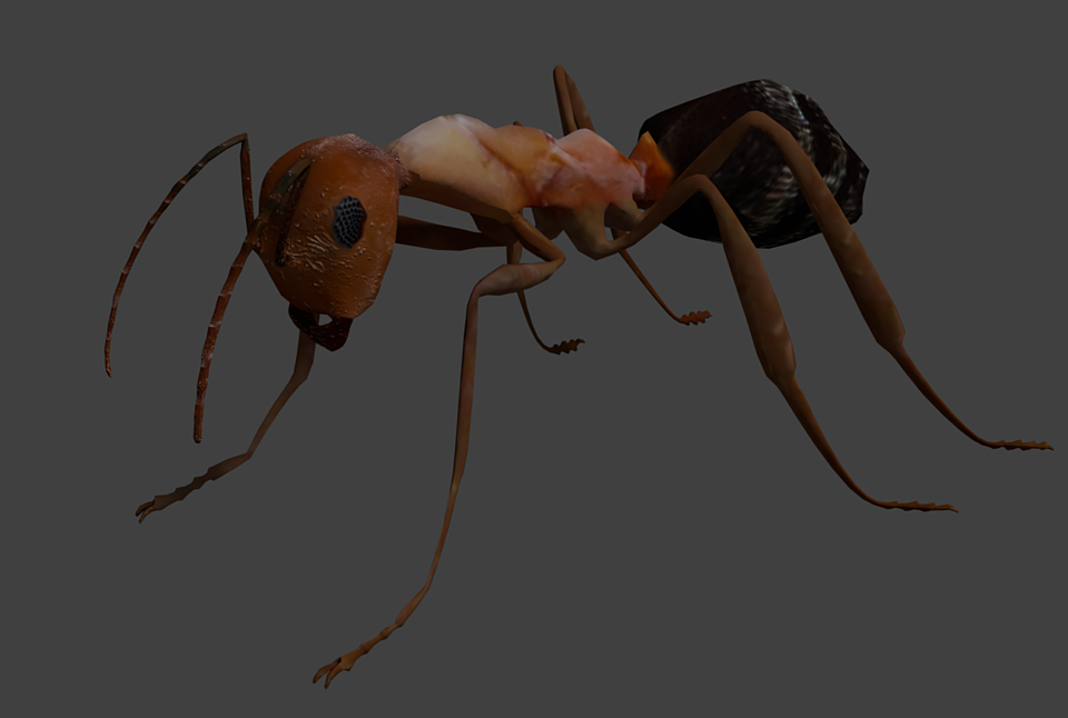 Ant