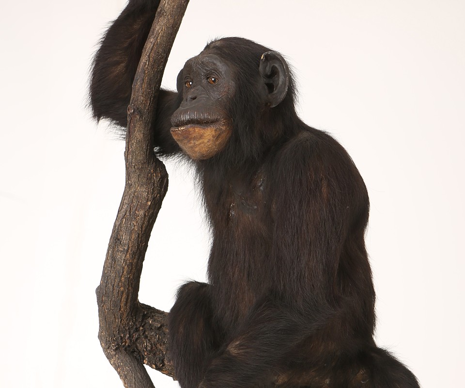 Chimpanzee Bonobo - Stock Photo Set