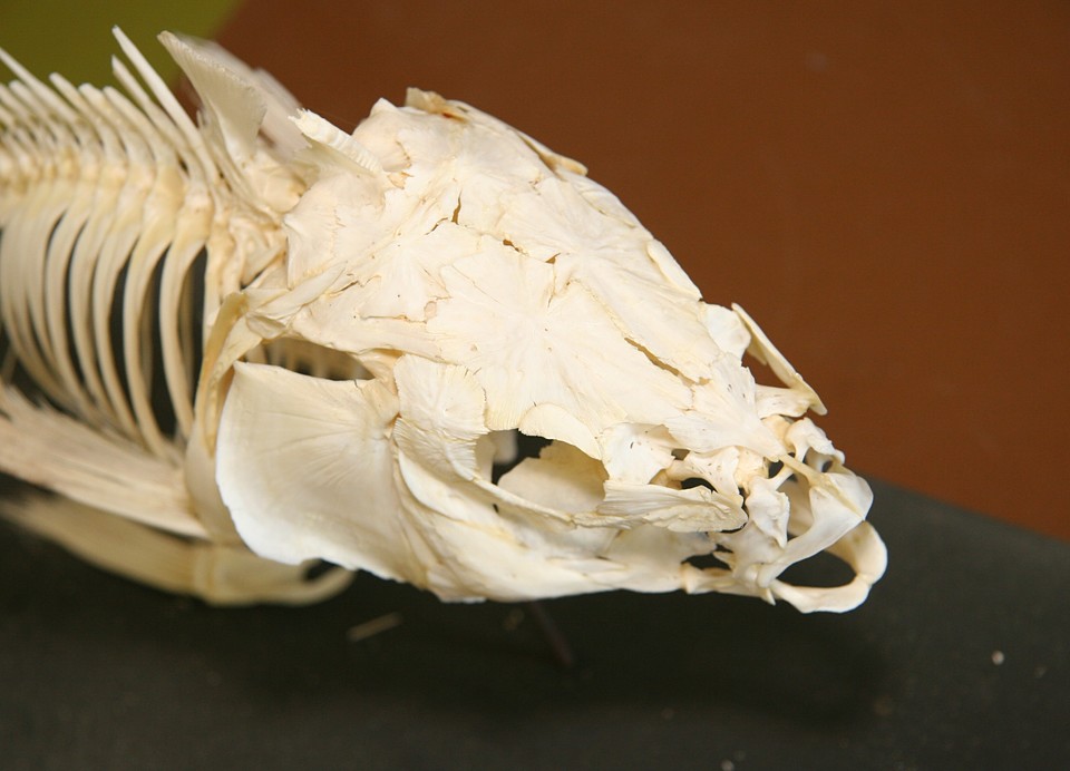 Fish Skeleton Reference Photo Pack