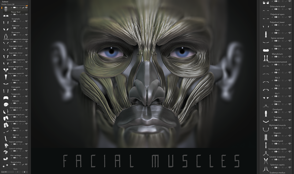 Facial Muscles