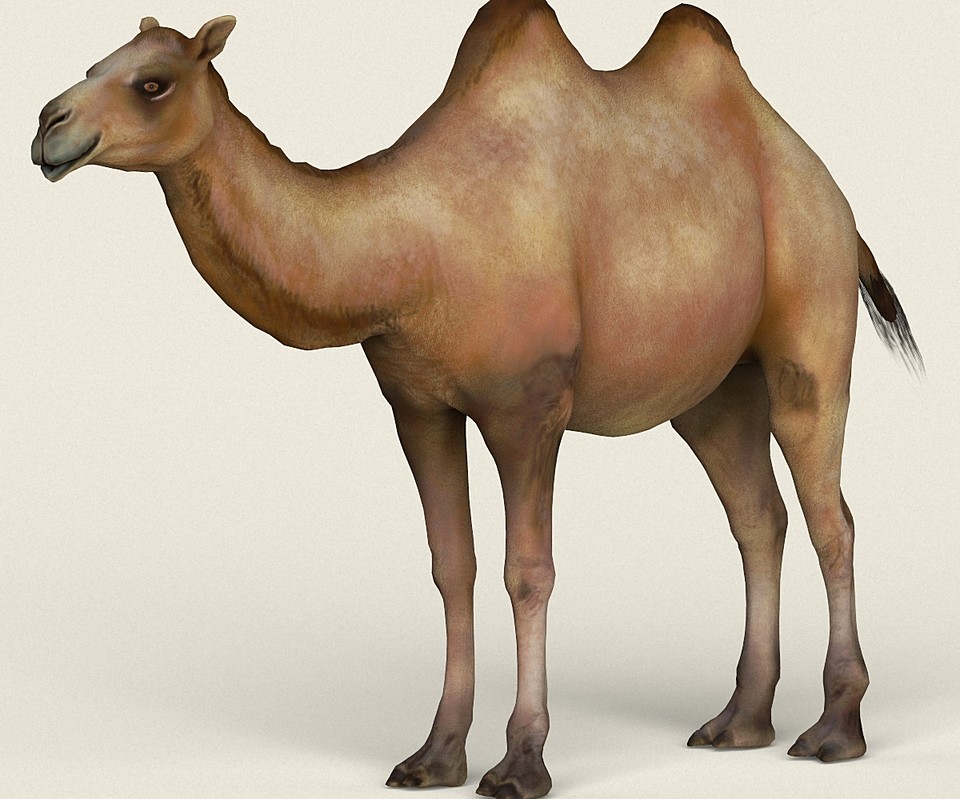 Game Ready Realistic Camel