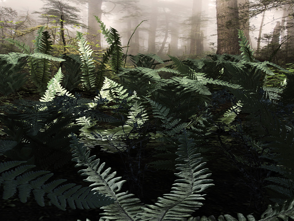 Set plants of north forest 10 types