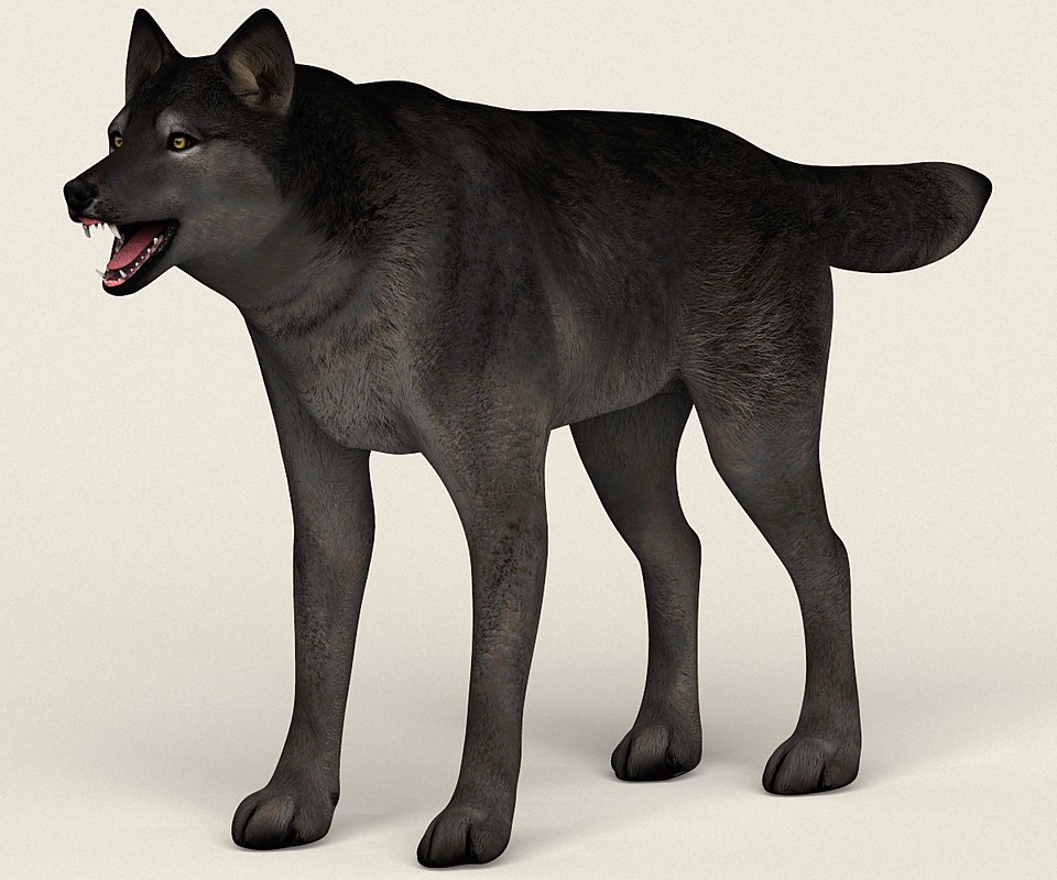 Low Poly Realistic Black Wolf