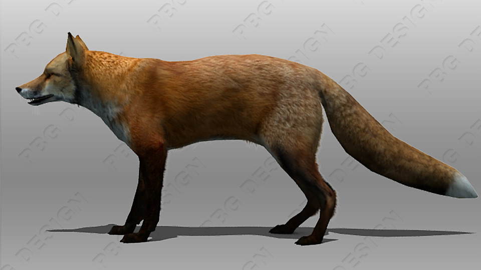 Red Fox