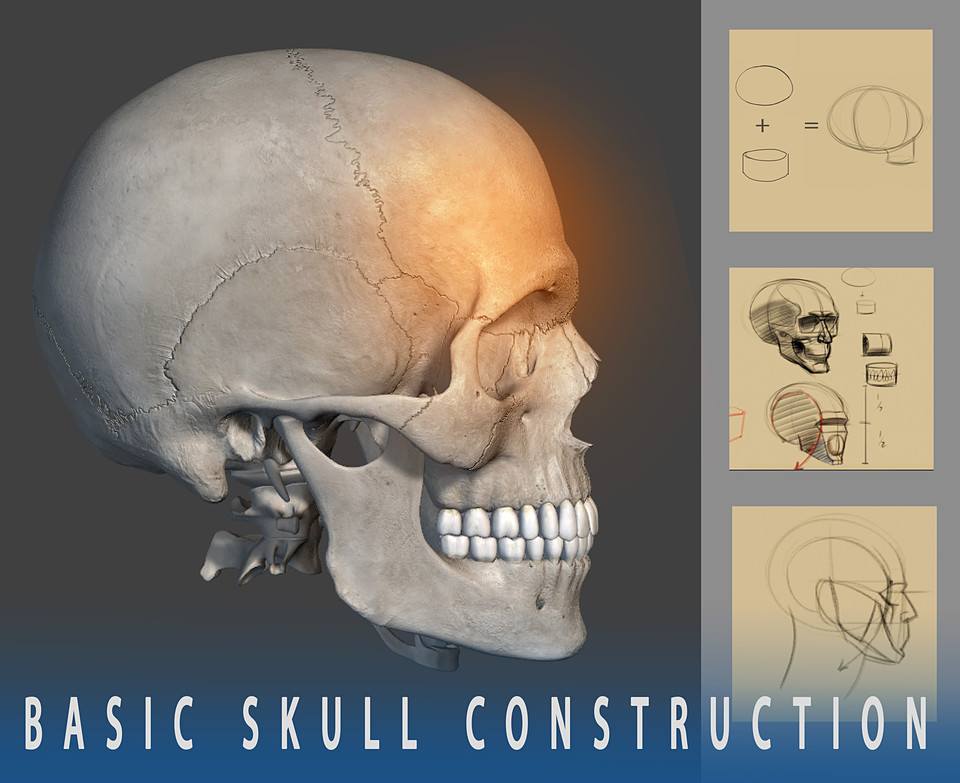 BASIC SKULL CONSTRUCTION FOR ARTISTS