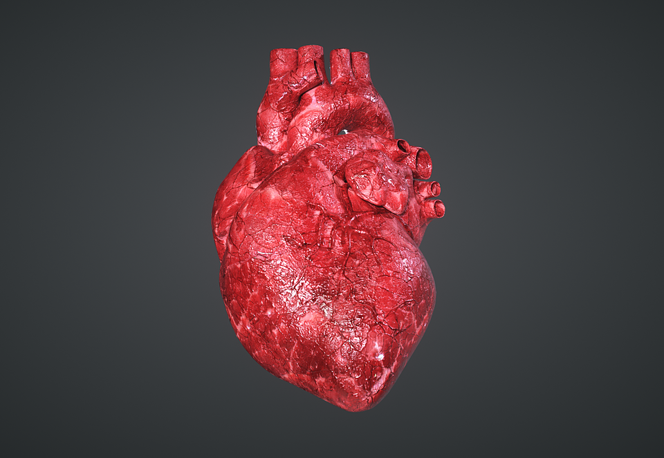 Human Heart