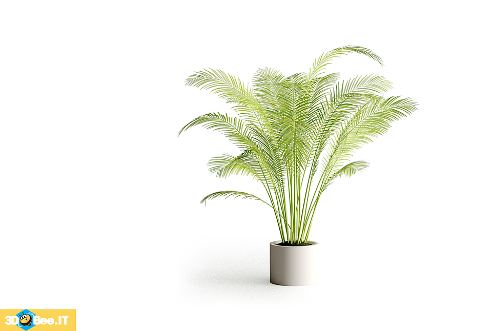 Areca Palm