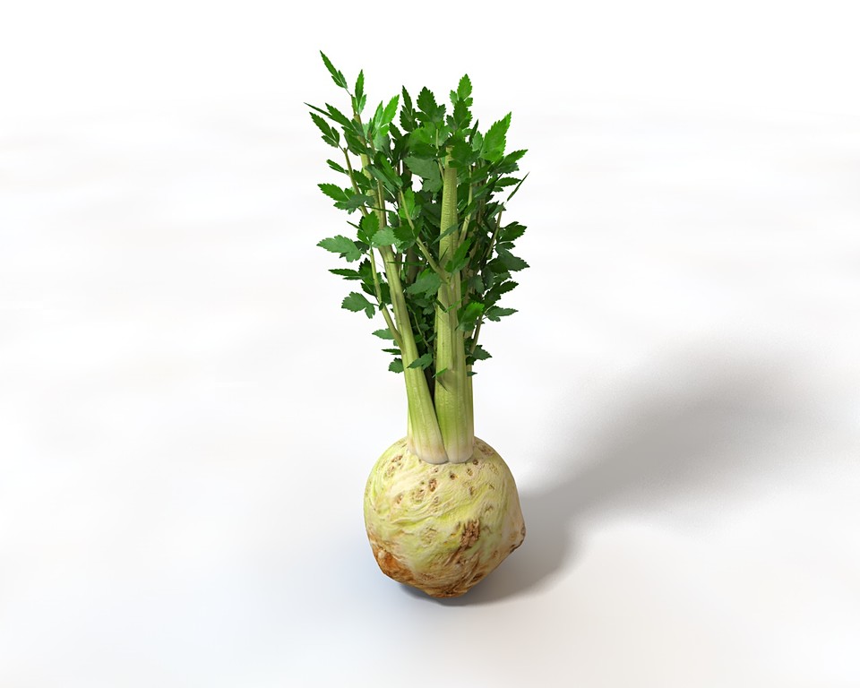 Celery 3D Model