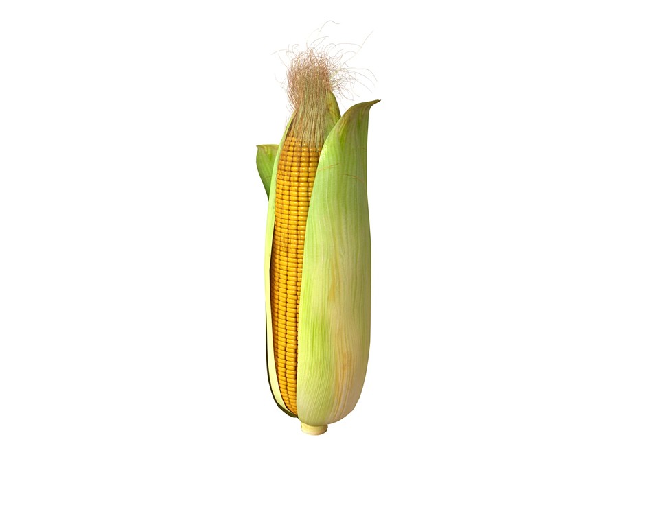 Corn 3D model