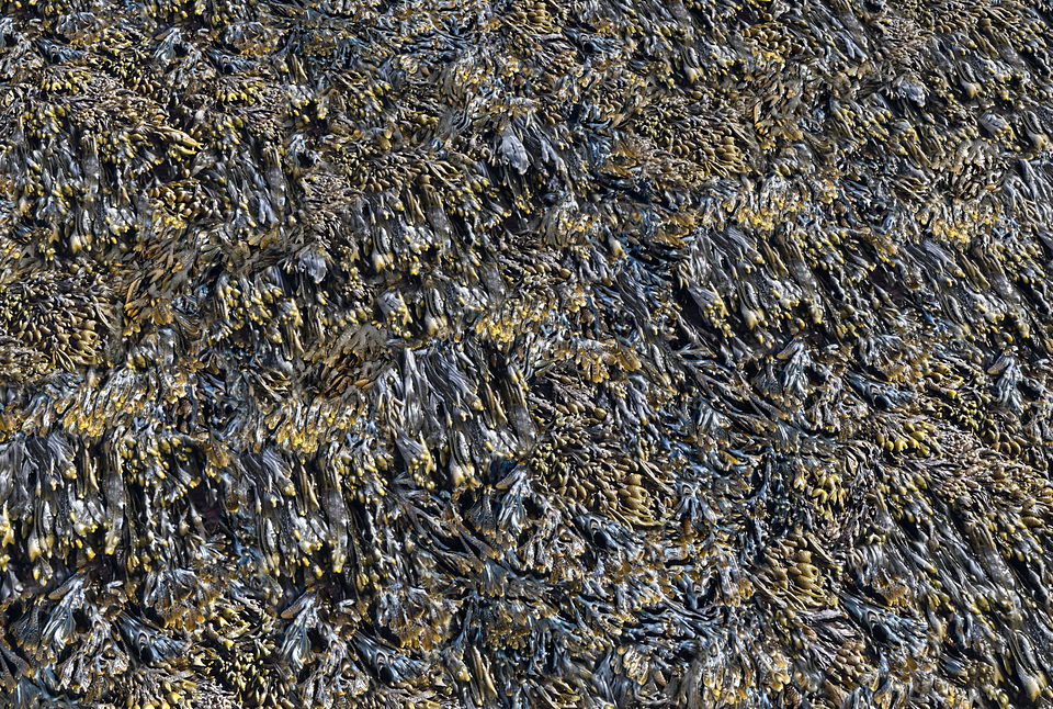 Seaweed textures PBR