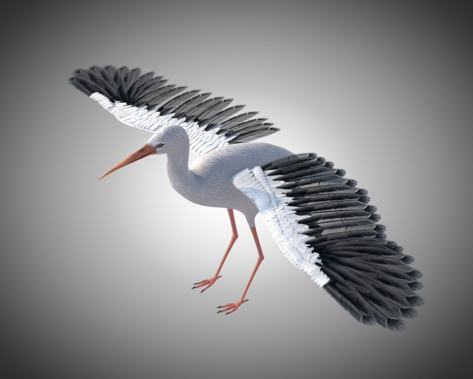Stork 3D Model