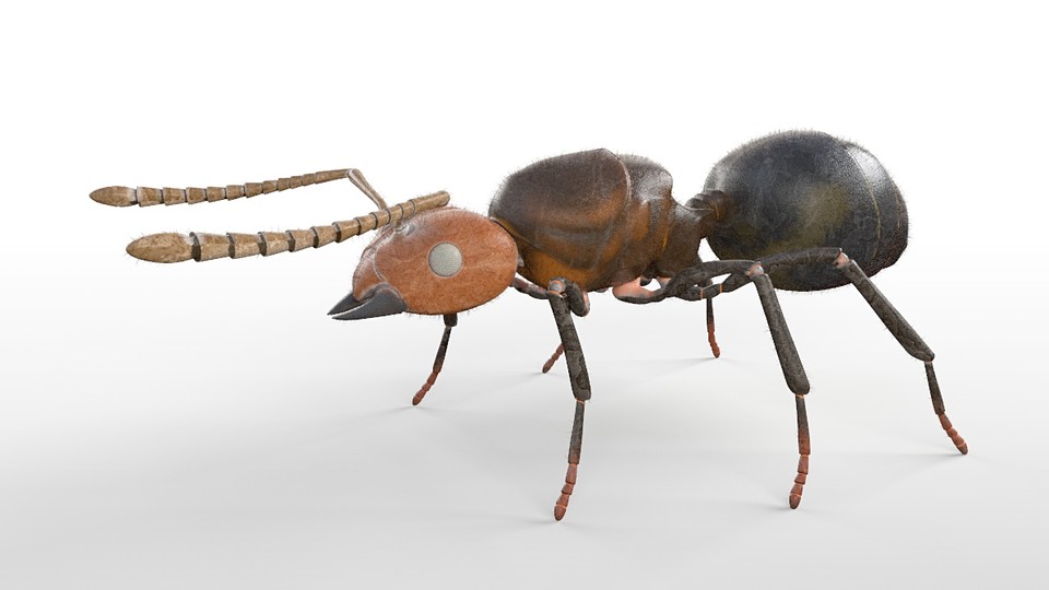 Ant 3D Model