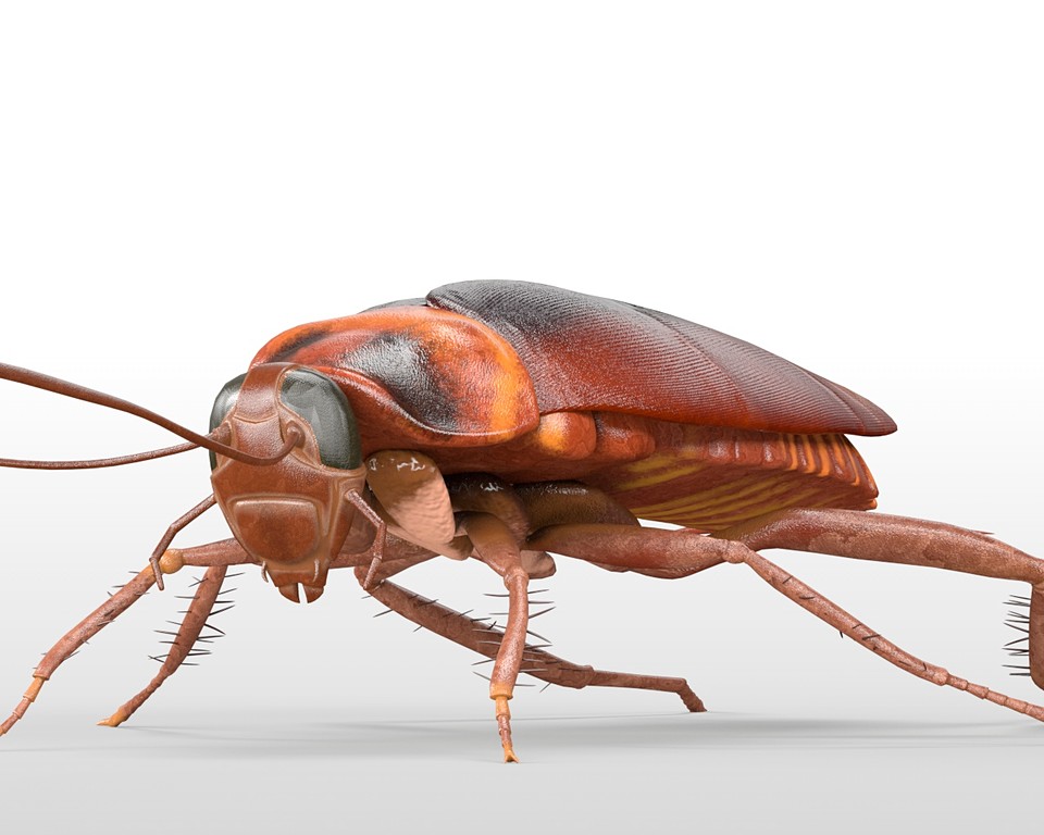 Cockroach V2 3D Model
