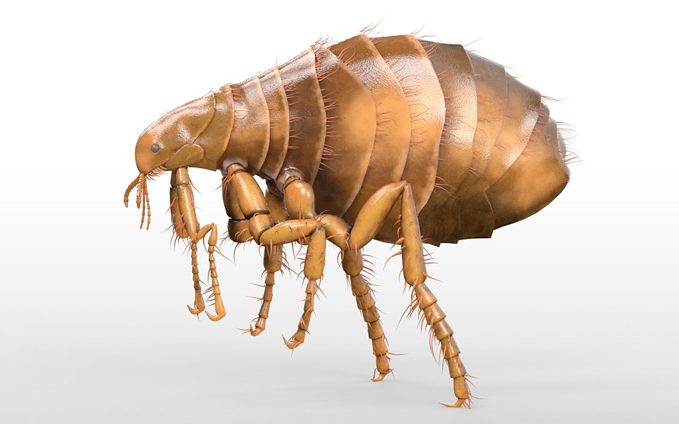 Flea 3D Model
