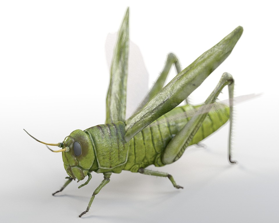 Grasshopper