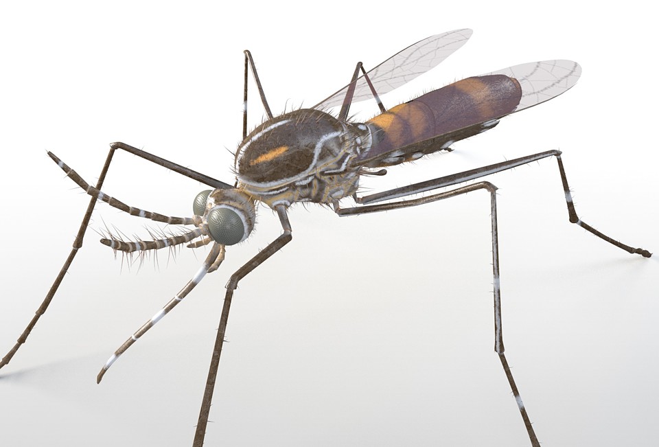 Mosquito 3D Model