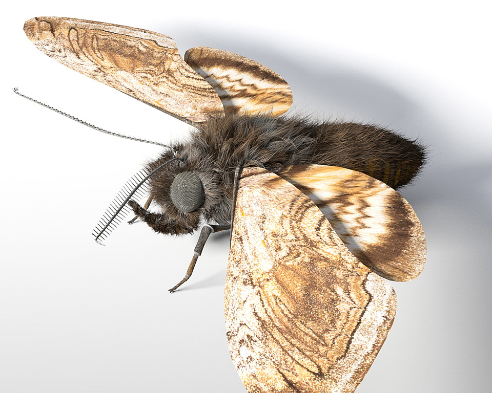 Moth 3D Model