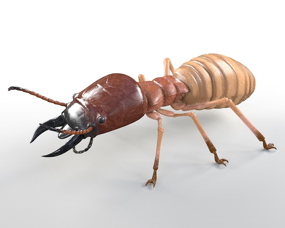 Termite 3D Model