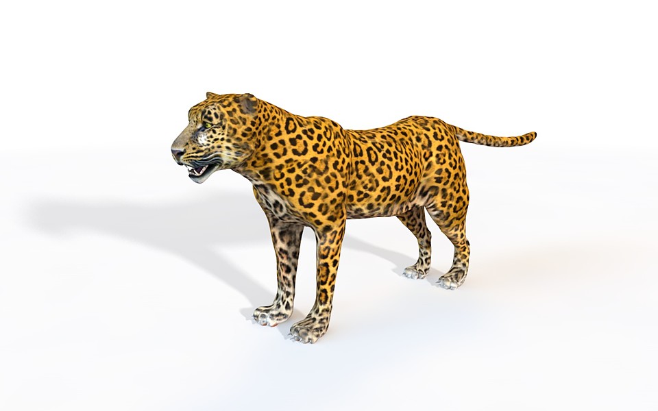 Leopard 3D Model