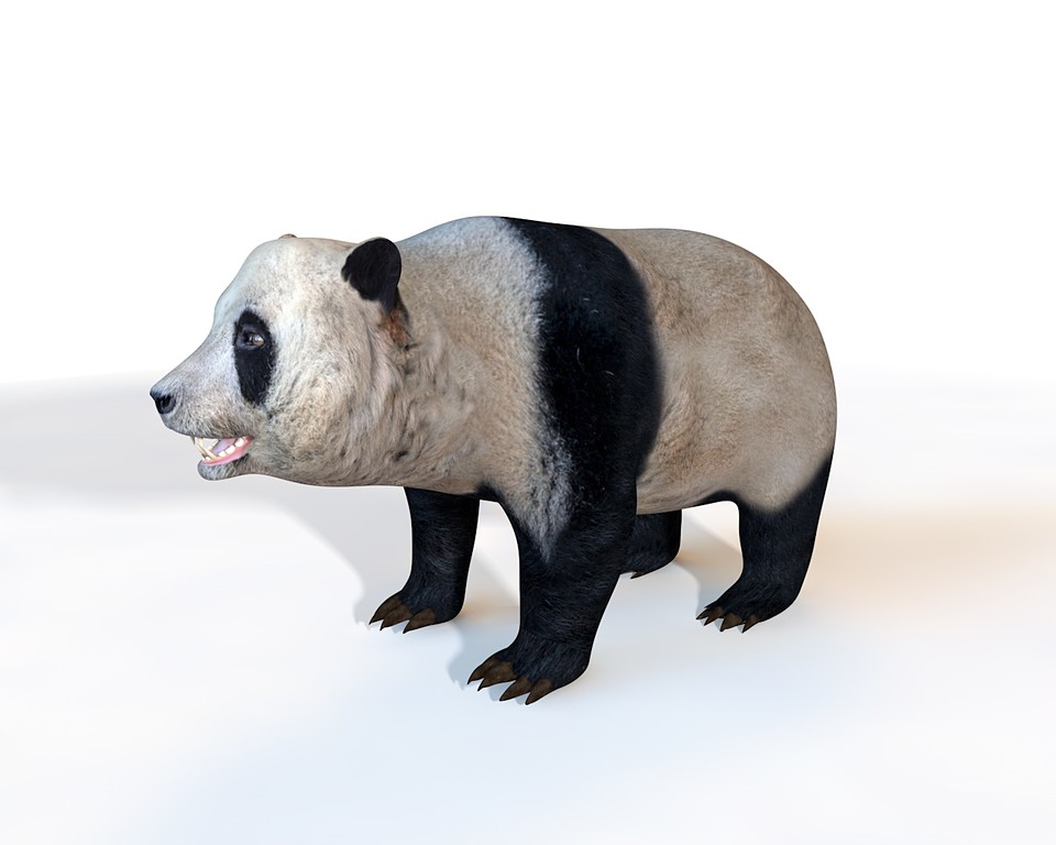 Panda 3D Model