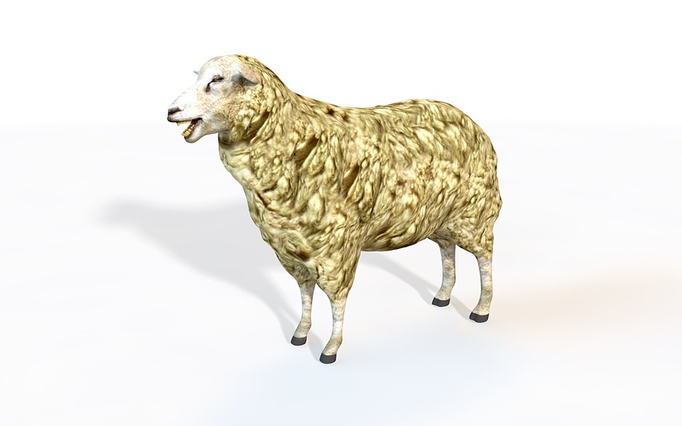 Sheep 3D Model