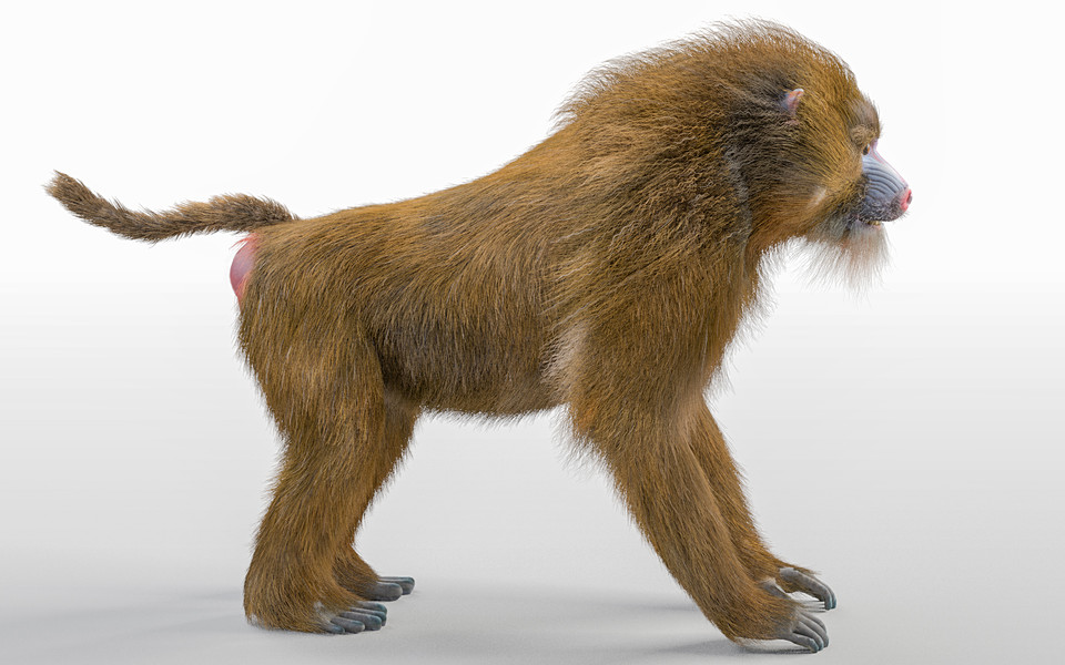 Baboon Hair fur 3D Model