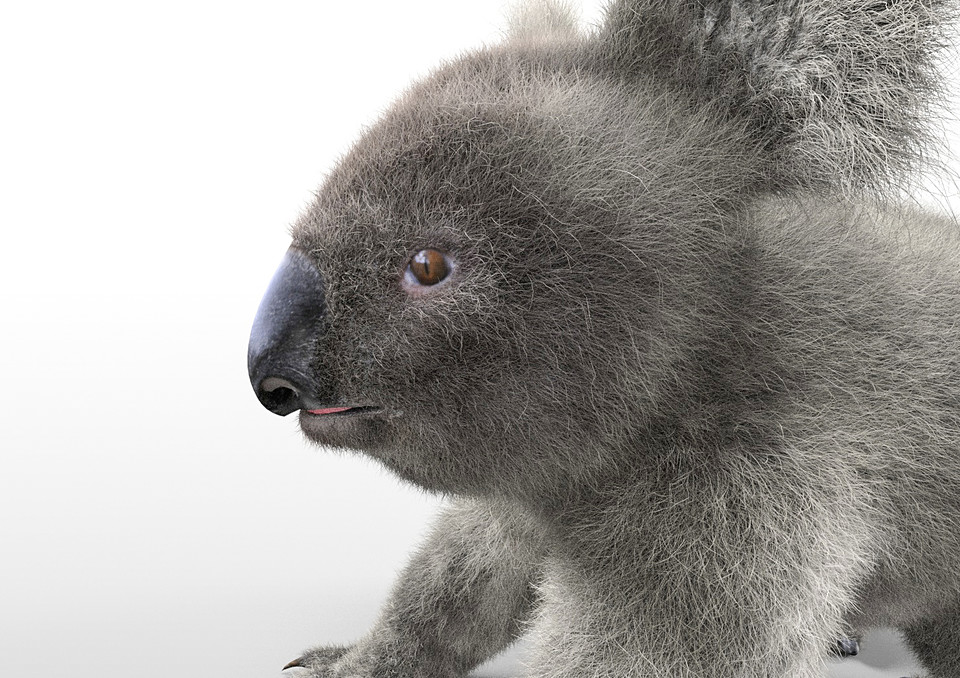 Koala Hair Fur 3D Model