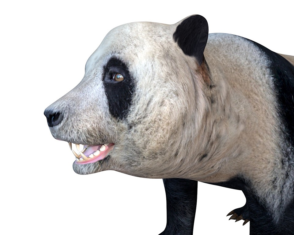 Panda Hair Fur 3D Model