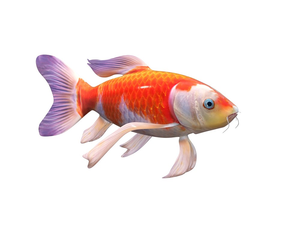 Koi 3D Model