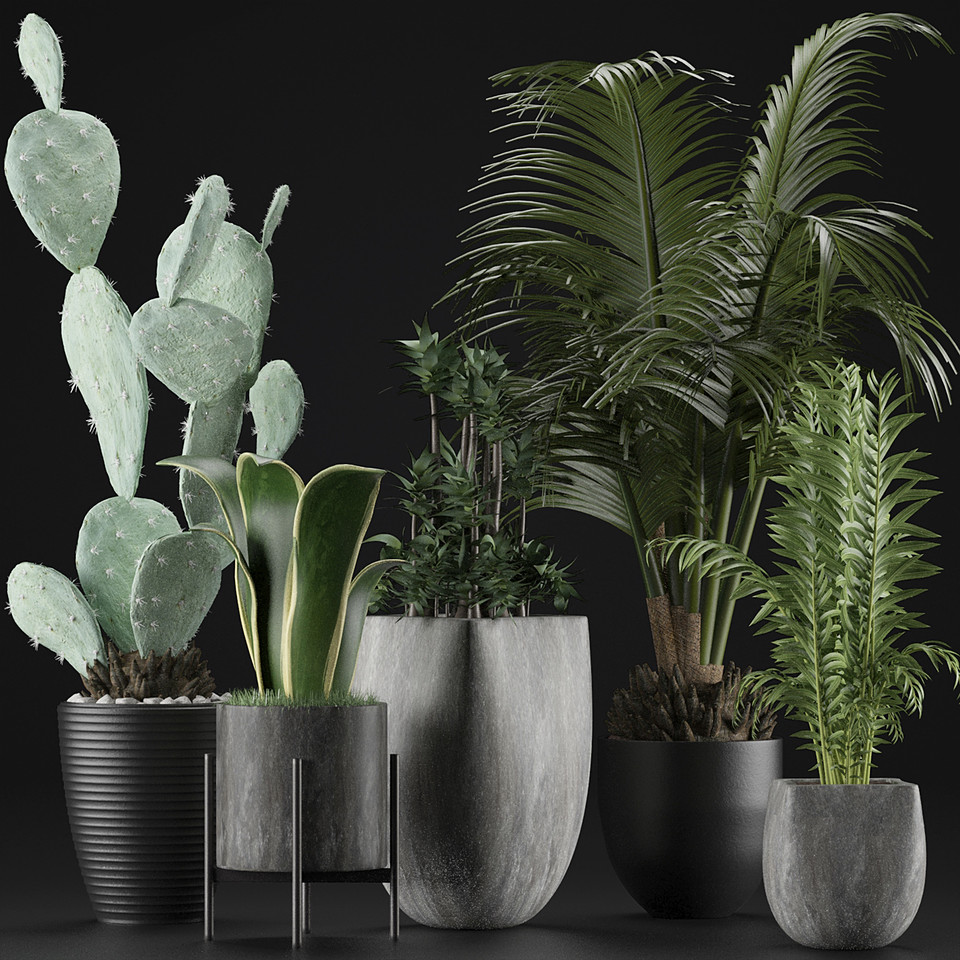 Plants Collection 21