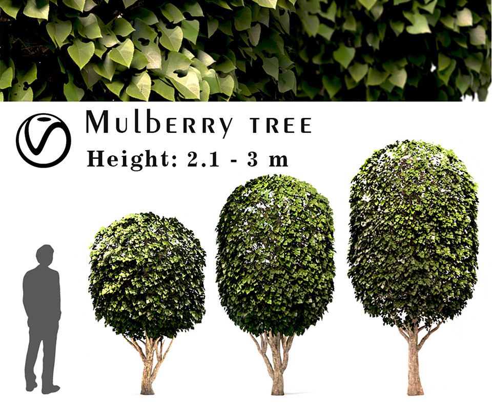 Mulberry Tree Set (Morus Tree)